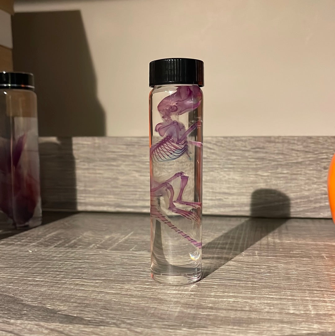 Diaphonized & Wet Specimens – Pumpkin Cat Collectables