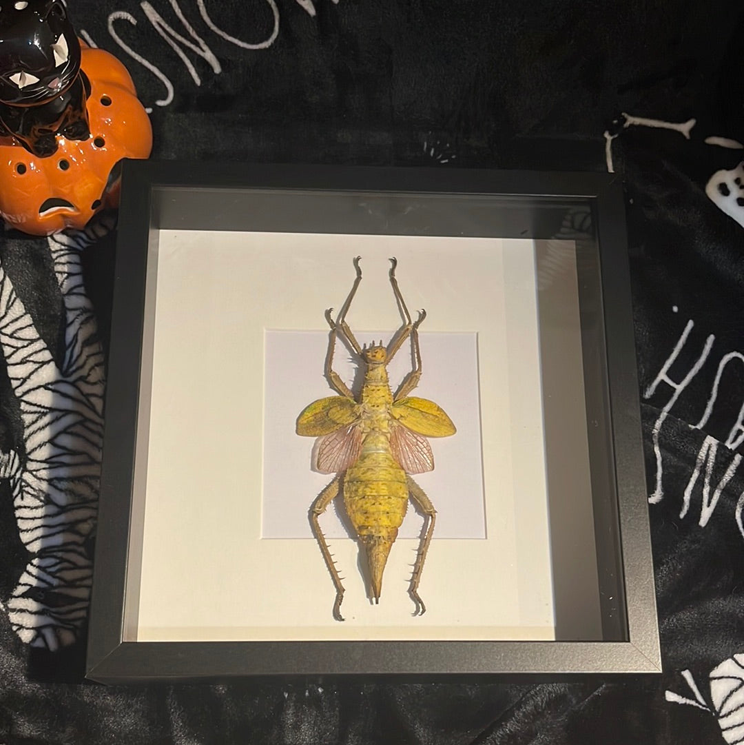 Grasshoppers, Stick Insects & Locusts – Pumpkin Cat Collectables