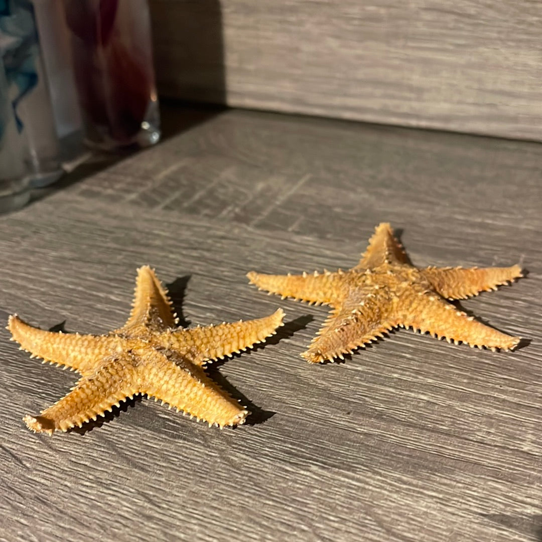 Starfish Teeth